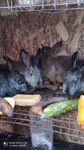 Продам кролика