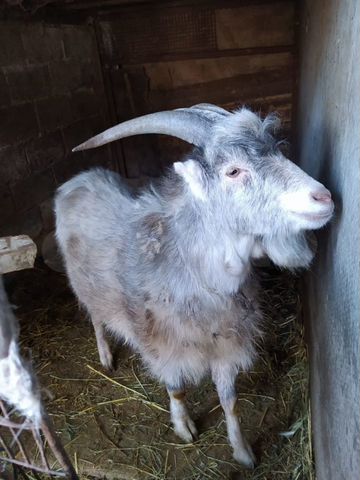 Племенной козел