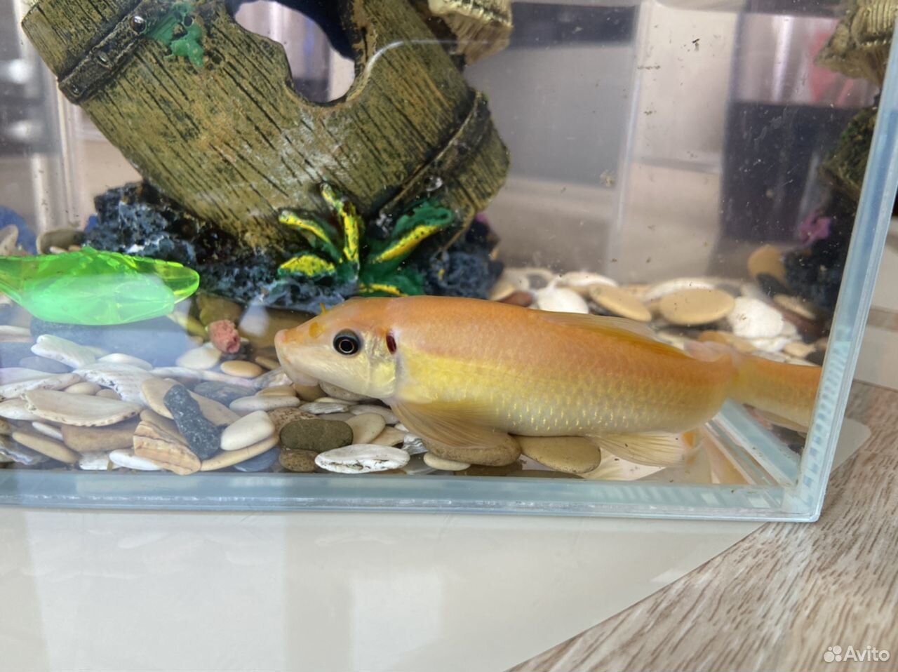 Геринохейлус аквариумная рыбка