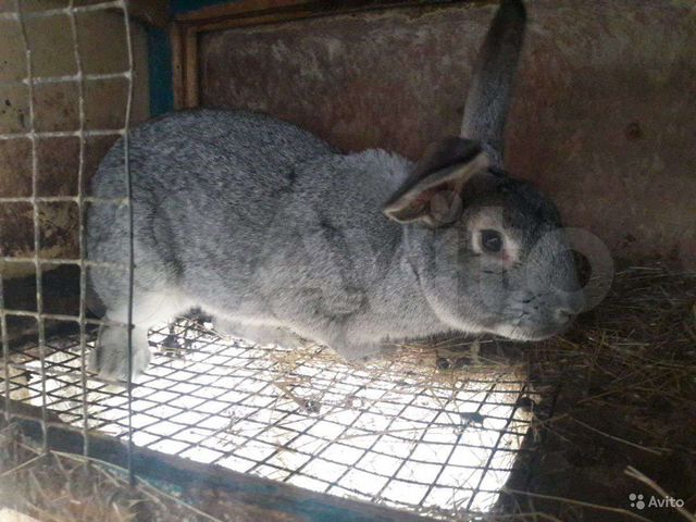 Кролики великаны