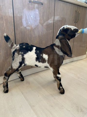 Нубийский козлик