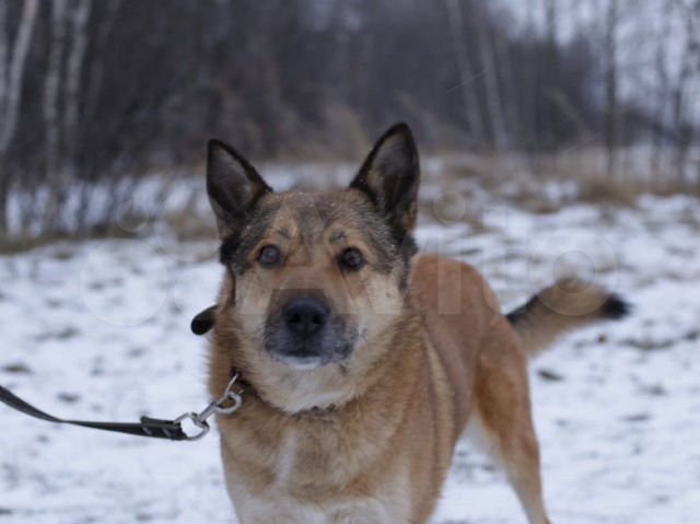 Собаке очень плохо в приюте. Милашка Чили В дар