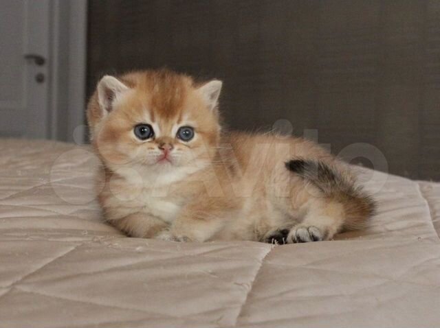 Чудесные малыши британцы золотые шиншиллы