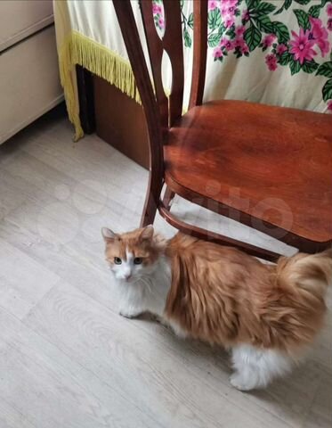 Отдам кота в добрые руки бесплатно