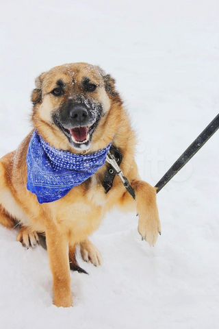 Отдам в хорошие руки, ласковая Фокси