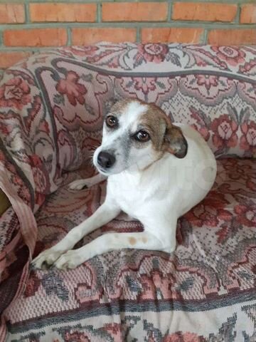 Белоснежка