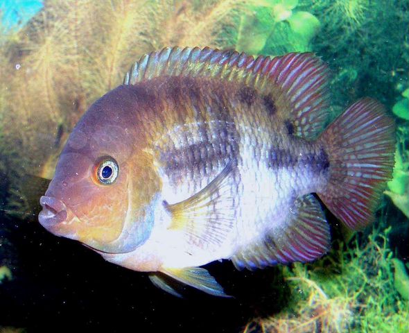 Папугаи пельвики и Цихлозома Сейнджик