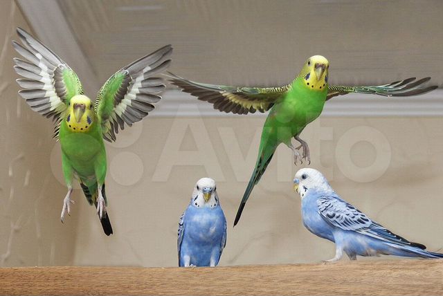 Птенцы волнистики