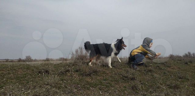 Собака аусси