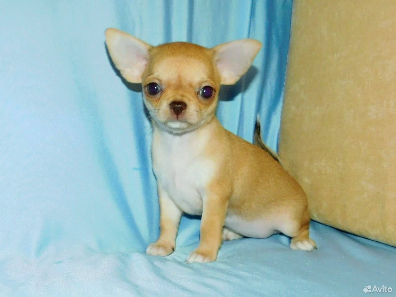 Рыженькая девочка чихуахуа