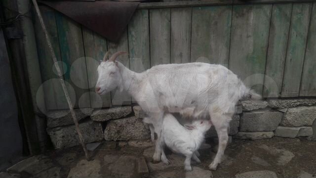 Коза и 2 козленка