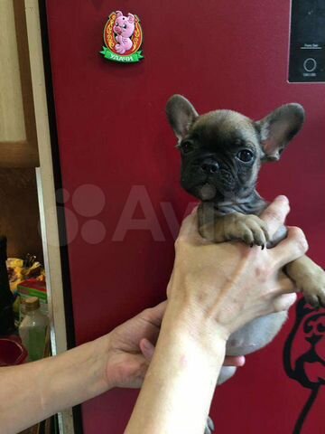Французский бульдог мини мальчик