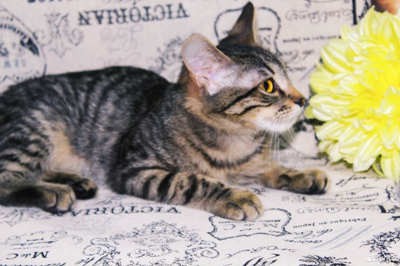 Кошка
