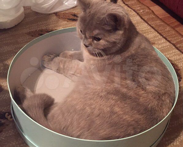 Британка на вязку