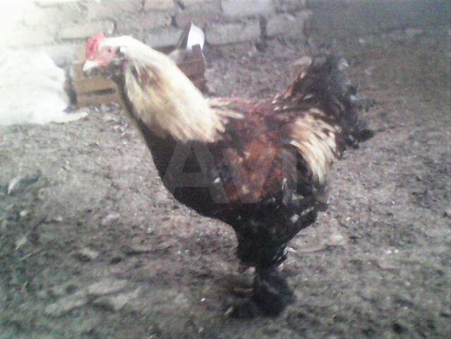 Петух породы Фавероль