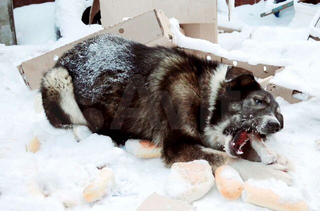 Отдам щенков