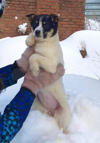 Щенок, беленькая девочка с пятнами на голове