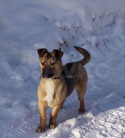 Пряник и Кексик