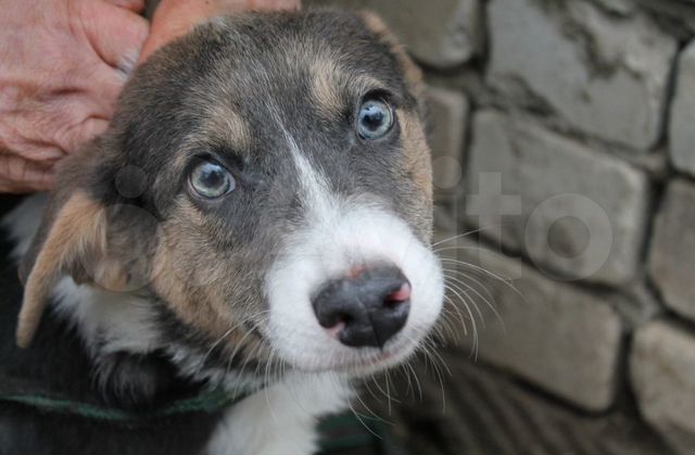Люси коротколапая девочка в поисках дома