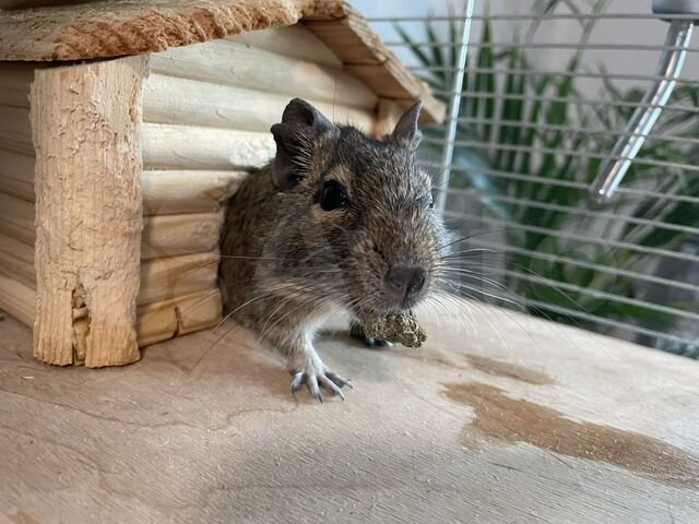 Белки дегу (3 мальчика)