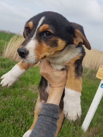 Щенок Мальчик 2 мес небольшой