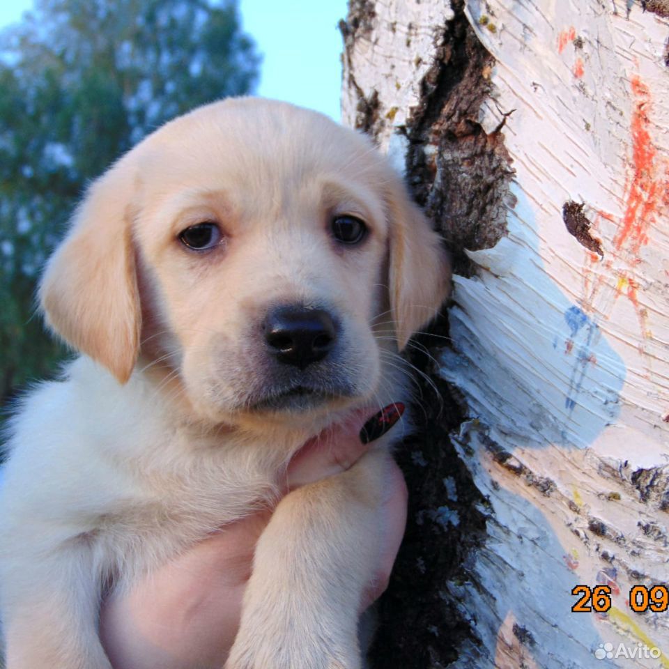 Лабрадушка