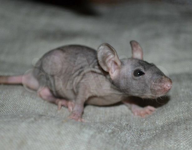 Крысы Сфинксы