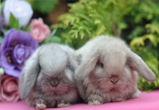 Карлики вислоушки