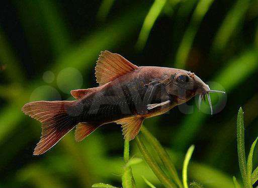 Коридорас венесуэла блэк