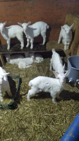 Козы козлы козлики