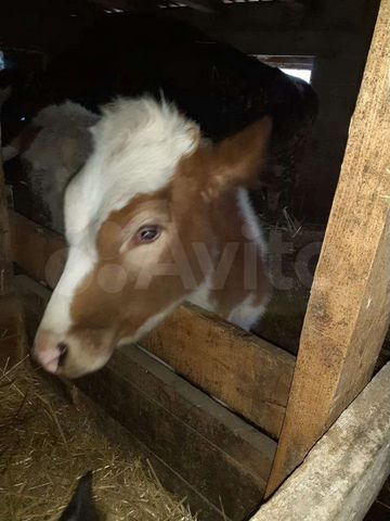 Телята, две телочки