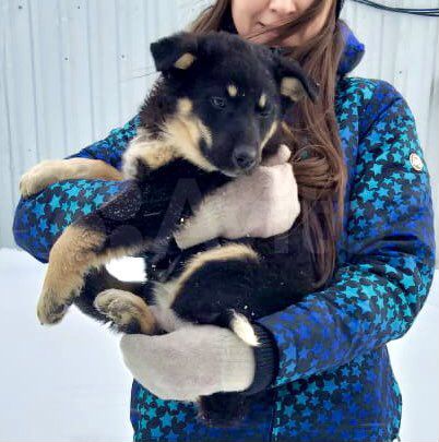 Щенята Белла и Сьюзи, 2 мес