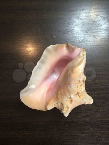 Морская раковина