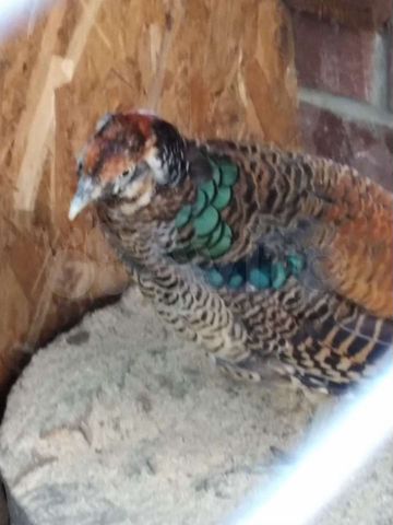 Фазан Алмазный