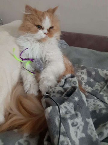 Персидский рыжий кот