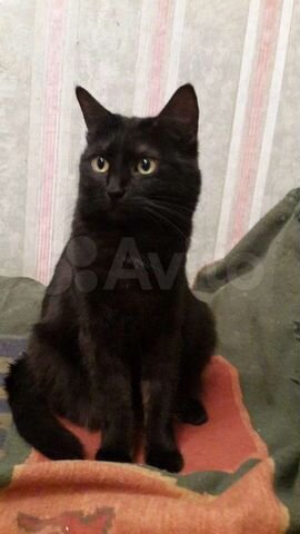 Черная домашняя кошечка Сонечка в дар