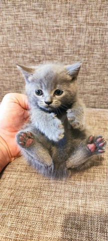 Котята британцы