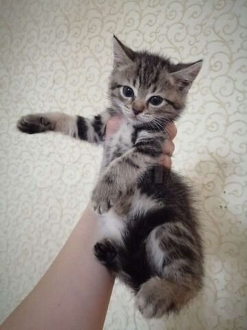 Кошки в добрые руки бесплатно