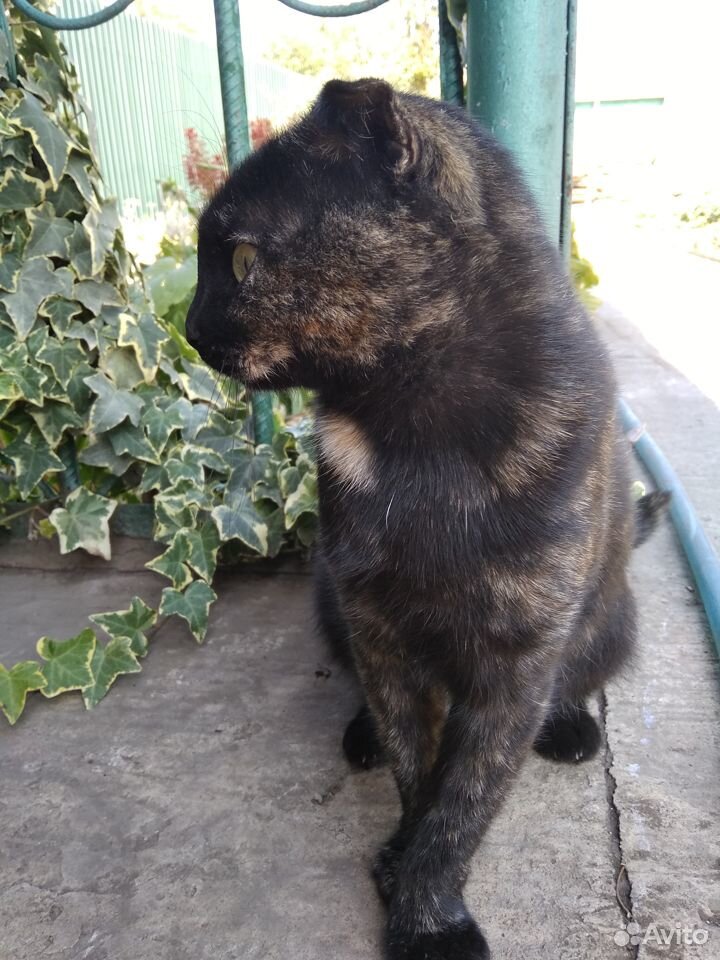 Милая вислоухая, трёхцветная, зеленоглазая кошечка