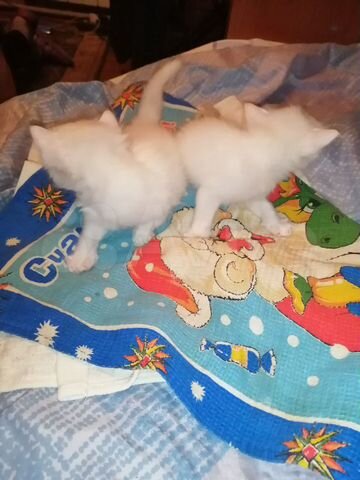 Котики бесплатно в добрые руки