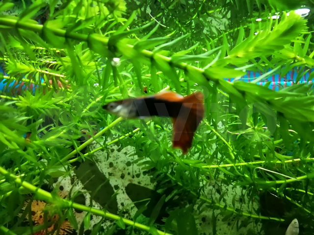 Гуппи Берлинцы