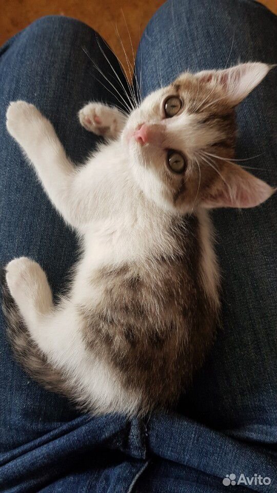 Котенок мальчик 1.5месяца