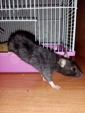 Крыса бесплатно