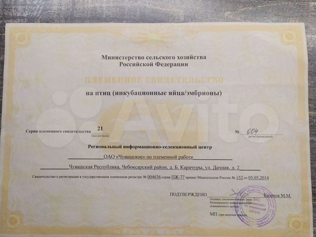 Гусята оптом и врозницу