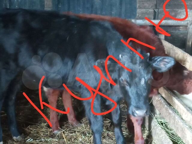 Бычки на откорм