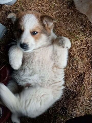 Щеночки мальчики в дар 1,5 мес