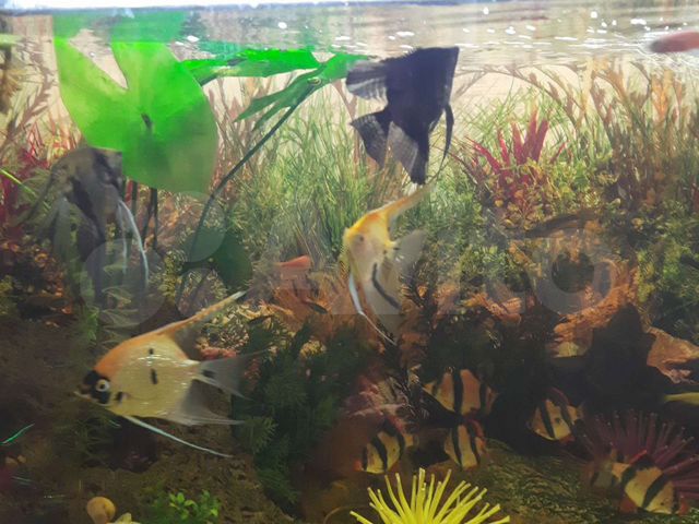 Скалярии,барбусы,данио,сомик