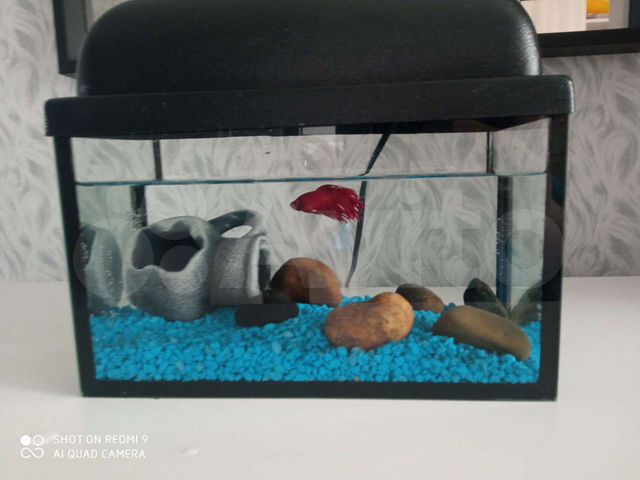 Аквариумные рыбки петушок