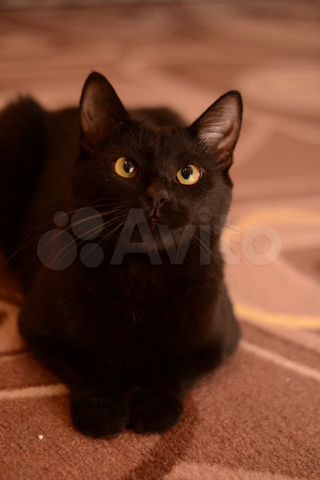 Кошечка Мишель 1 год
