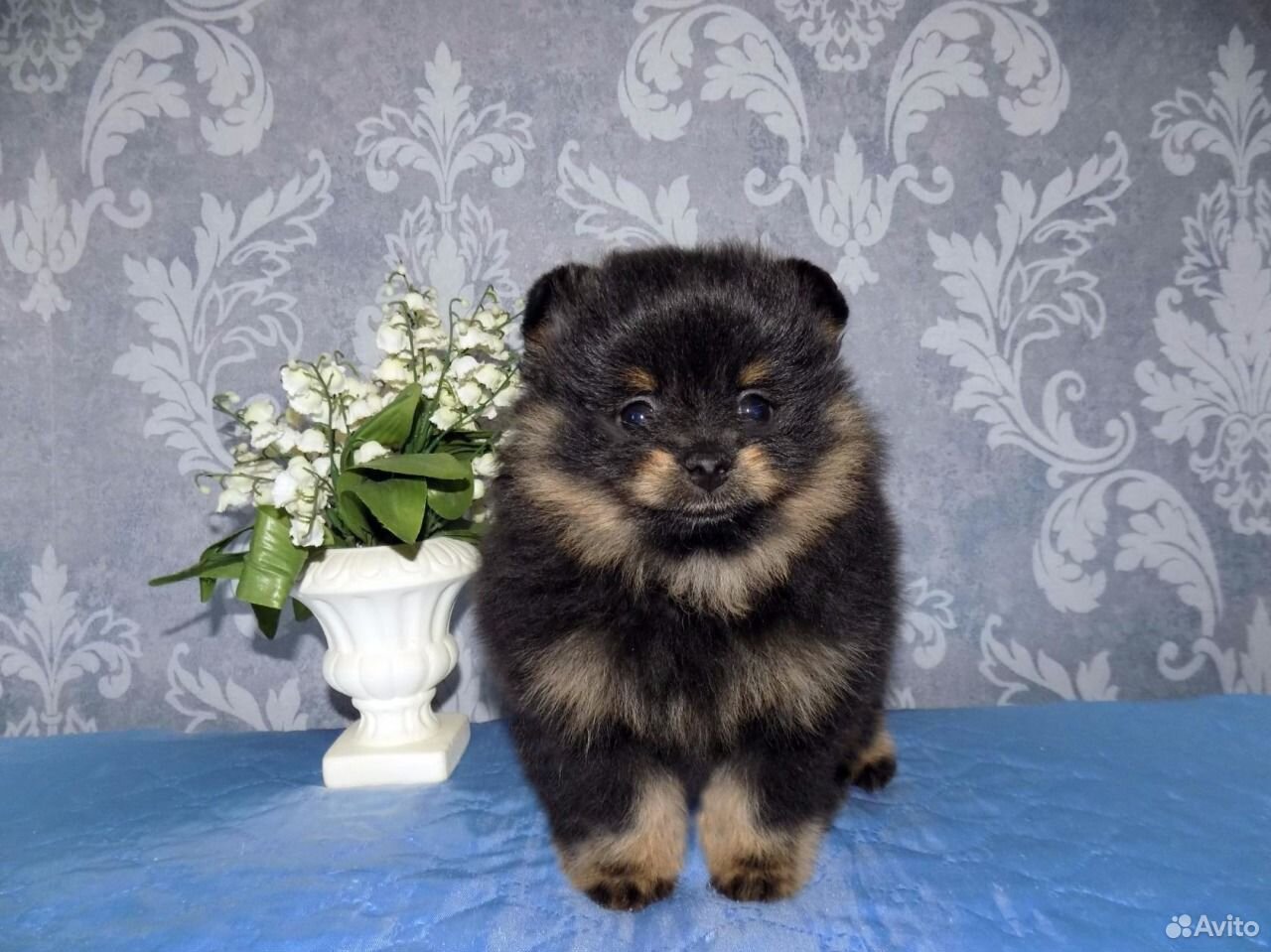 Шпицедетки